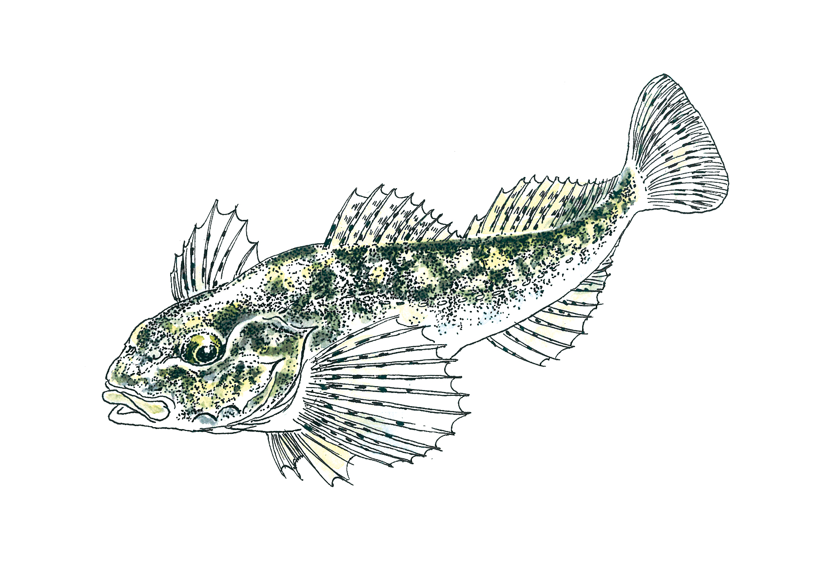 La Truyère | Lozère pêche